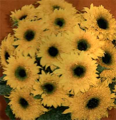 Abbildungen Starburst Panache